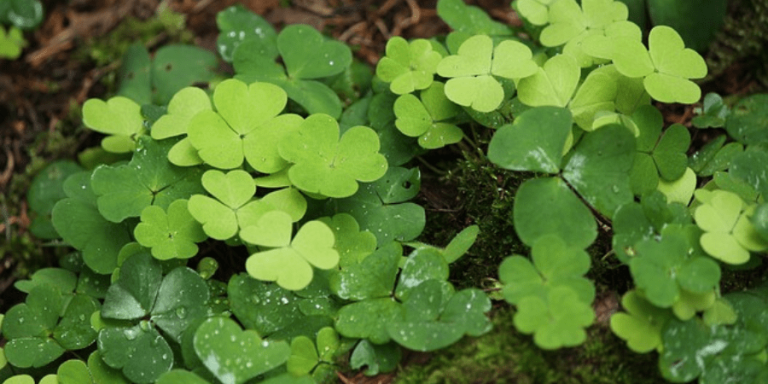 Trébol, propiedades mágicas - El Caldero de las Brujas
