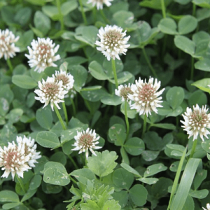Trébol, propiedades mágicas - El Caldero de las Brujas