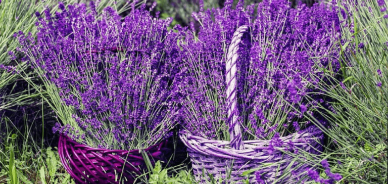 Lavanda: Propiedades mágicas - El Caldero de las Brujas